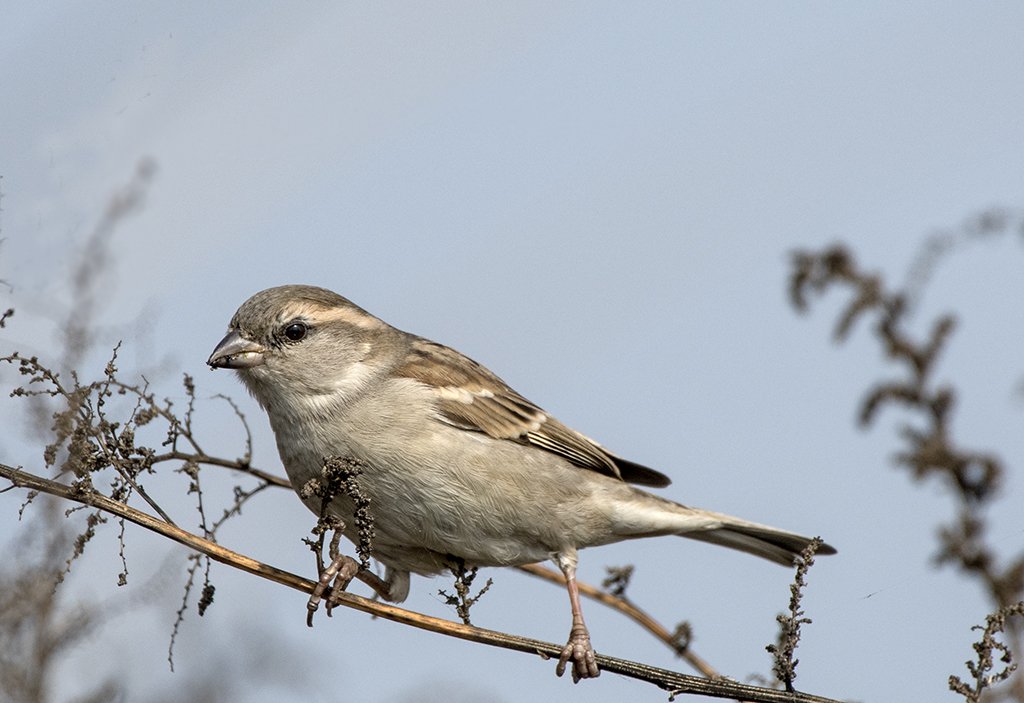 Sindh Sparrow a rare bird! - Sindh Climate