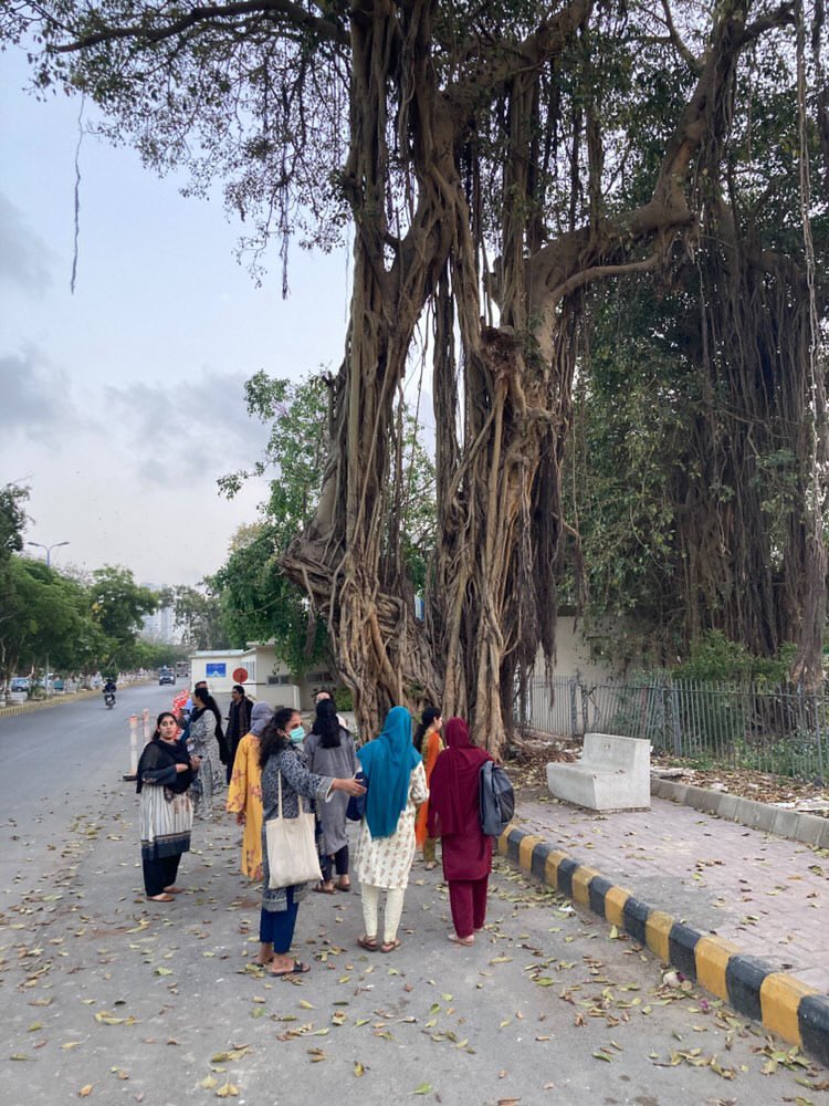 Ancient Banyan Trees need Govt attention ICOMOS Pakistan - Sindh Climate