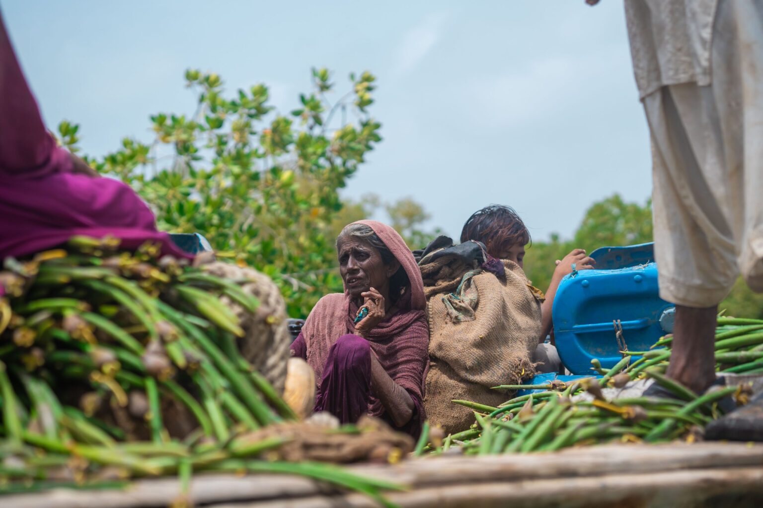 Delta Blue Carbon Earns $40M for Climate Action in Sindh - Sindh Climate