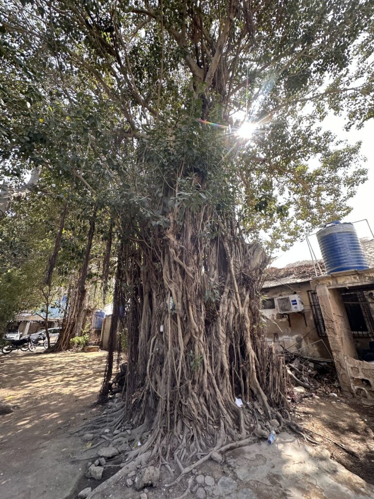 Karachi’s 80-Year-Old Banyan Tree Cut Down in Cold Silence — Right ...